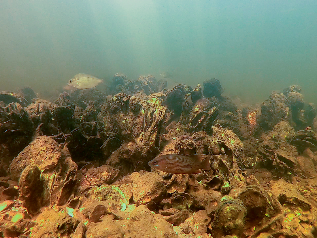 Monitoring Waterbodies through Spatially Balanced Surveys | St. Andrew ...