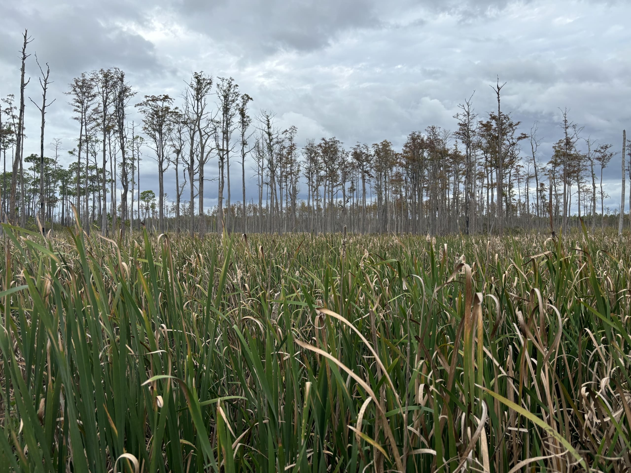 Strategically Reforesting Bay County | St. Andrew & St. Joseph Bays ...